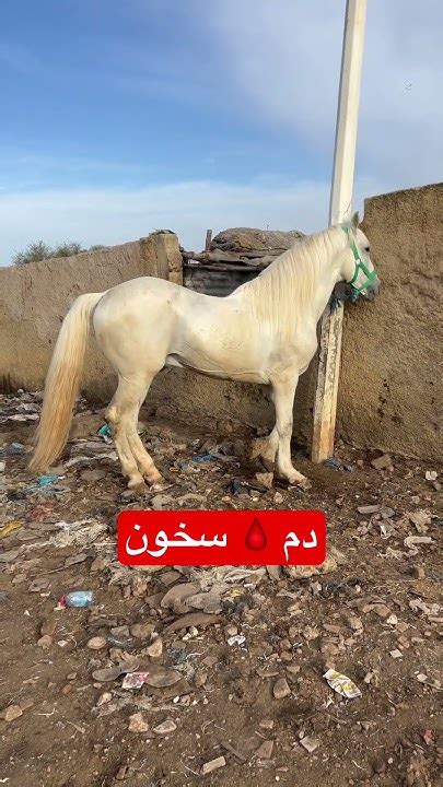 دم سخون Youtube