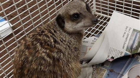 Two Meerkats Rescued From Dundee Street Bbc News