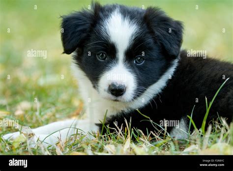 Black And White Fluffy Puppy