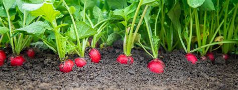 Reddik Store Norske Leksikon