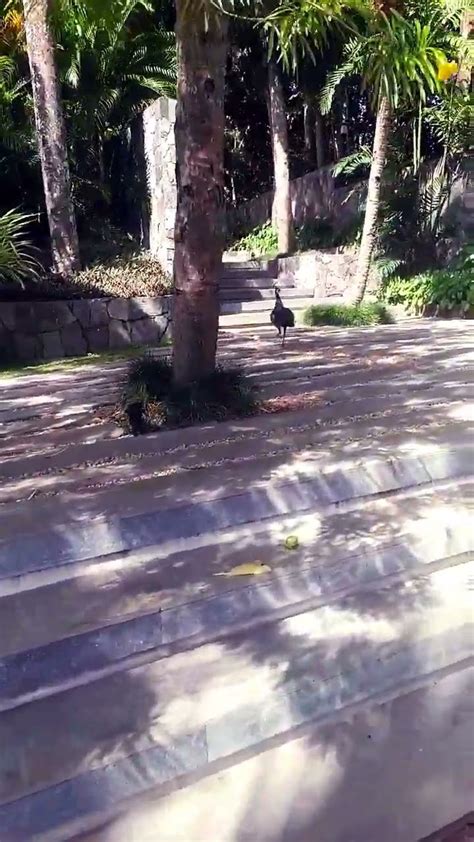 Amazing 🤩 Female Peacock 🦚 Song Music Bollywood Newsong Love Travel Lankan Beach Ceylon