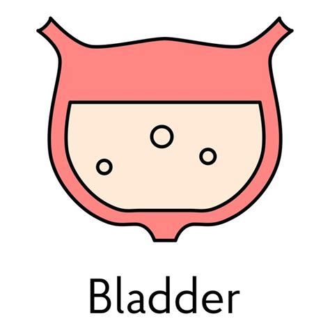 Premium Vector Bladder Flat Vector Illustration