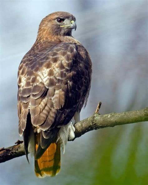 Hawks In Southern California Id Guide And Where To Spot Them