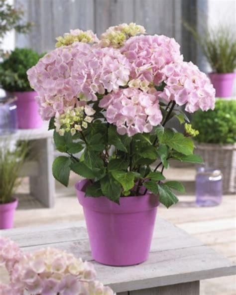 Hydrangea ‘onyx Flamingo Black Stemmed Pink Hydrangea