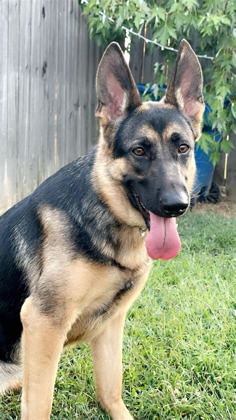 Sentry Shepherds Rescue Penny