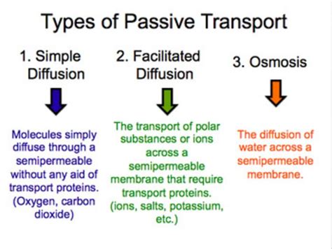 Cell Transport Powerpoint Notes Editable By Biology Roots Tpt