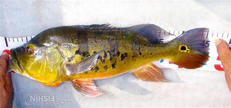 Butterfly Peacock Bass Cichla Olellaris In Malaysia Sport Fishing Asia