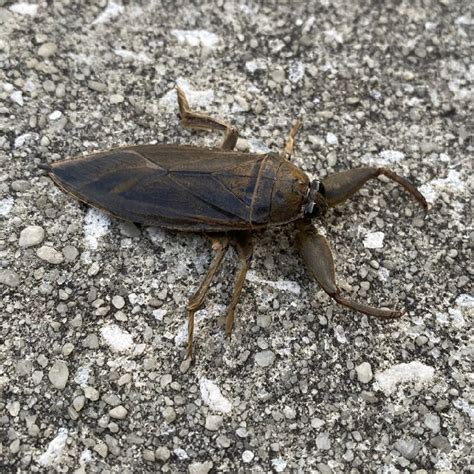 Giant Japanese Water Bug