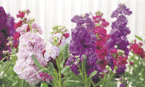 Jardín Alelíes La Flor Para Despedir El Invierno Diario Río Negro