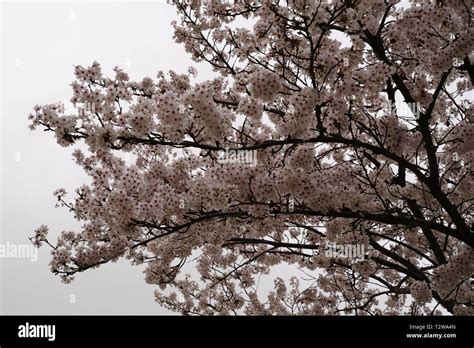 Cherry Blossom In Korea Hi Res Stock Photography And Images Alamy