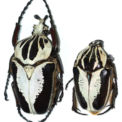Goliath Beetle Larvae For Sale Jamjam Exotic