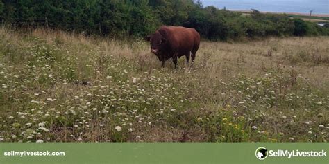 1 Pedigree North Red Ruby Devon Red Ruby Devon Breeding Bull Sellmylivestock The Online