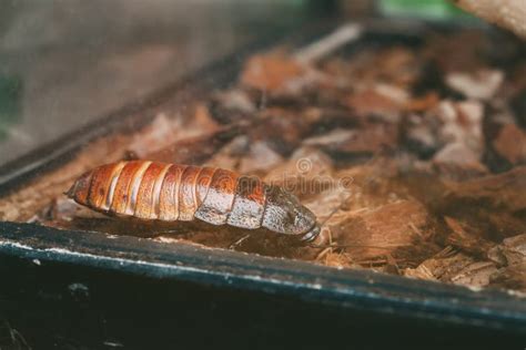 La Cockroach O La Gromphadorhina Portentosa De Madagascar A Saber La