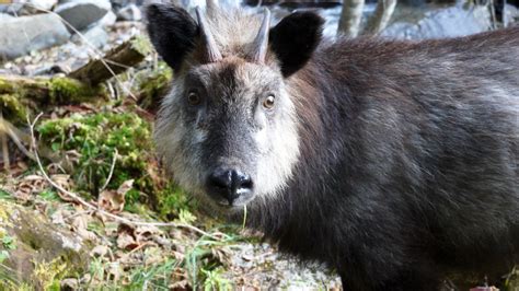 Definitive Guide To Japanese Serow Facts Habitat Conservation Status