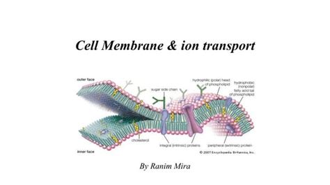Cell Membrane And Ion Transport Pptx