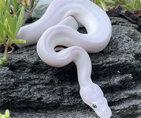 Blue Eyed Lucy Snake