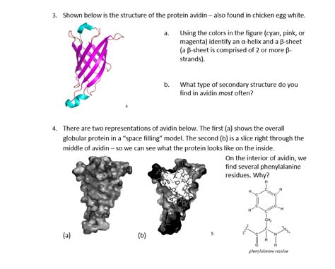 Solved Shown Below Is The Structure Of The Protein Avidin