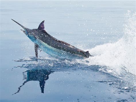 Marlin Swimming In The Ocean