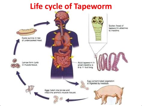 Draw The Life Cycle Of Tapeworm At Chelsea Burbidge Blog