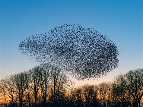 Flocking Behavior In Birds Understanding The Power Of The Birdfact