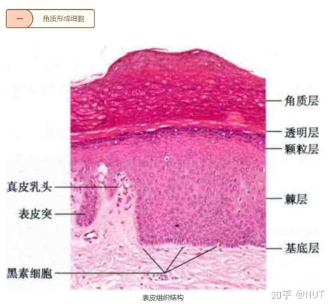 什么是正常的皮肤 正常皮肤的结构是什么 知乎