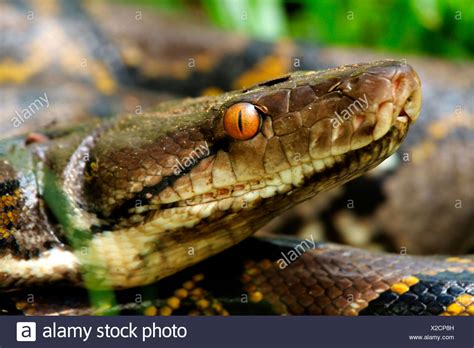 Python Python Reticulatus Banque Dimage Et Photos Alamy