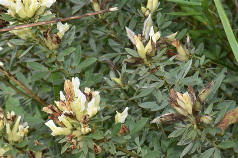 Fabaceae Image 47825 At