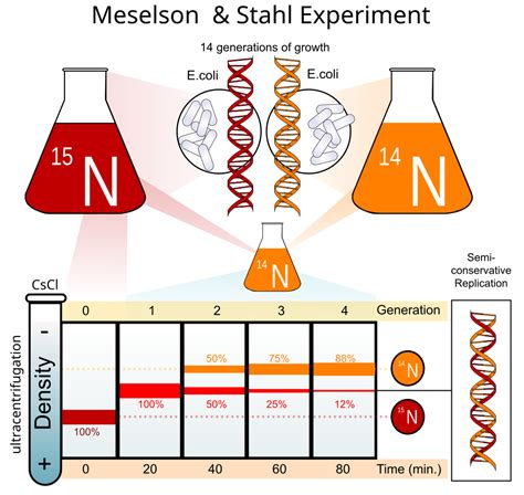 Meselson And Stahl Dispersive
