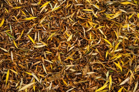 Free Dried Leaves Nohatcc