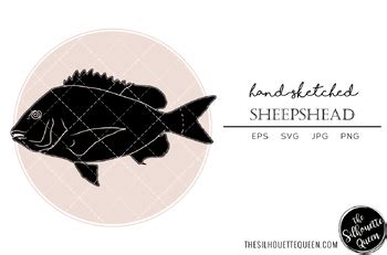 Sheepshead Hand Sketched Hand Drawn Vector Clipart By The Silhouette Queen