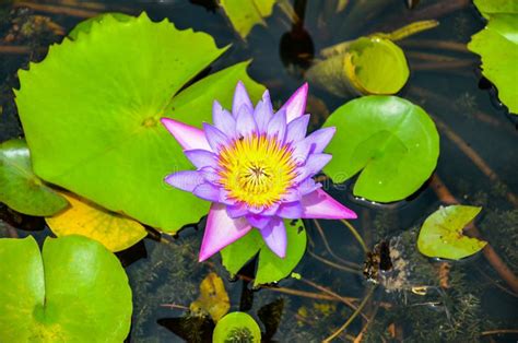 Water Lilly Stock Image Image Of Blossoming Aquatic 272557897