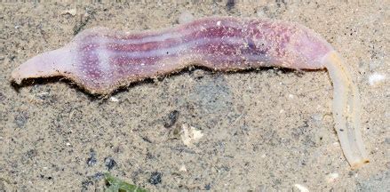 Spoon Worms