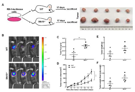 Deletion Of Stk10 Promoted Rm 1 Luc Tumor Growth In C57bl 6j Mice Download Scientific Diagram