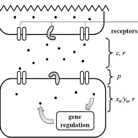 Schematic Representation Of Intercellular Communication Here C Download Scientific Diagram