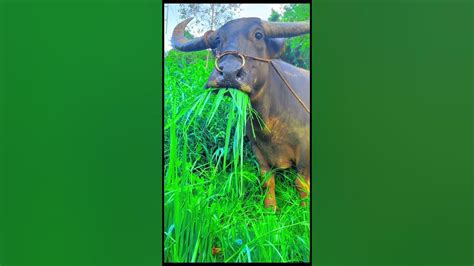 Bufal Comedyfilmsfunny Shorts Verial Comedy Funny Youtubeshorts