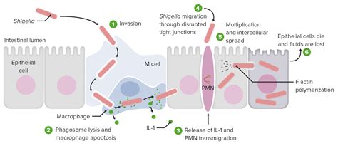 Figure 6 From Molecular Pathogenesis Of Shigella Spp