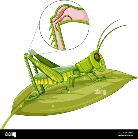 Grasshopper Body Close Up Isolated On White Background Illustration