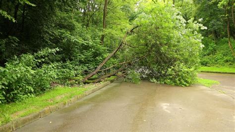 The Tree Fell Into The Water And Lies On The Surface Scots Pine Whose