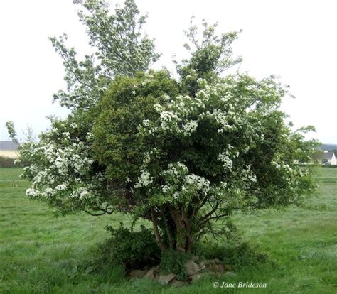 The Ever Living Ones Rag Trees