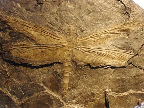 Meganeura Is The Largest Dragonfly With A Wingspan Of 25 Feet ~75 Cm