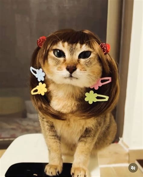 Cute Cat On Skateboard With Wig And Flowers