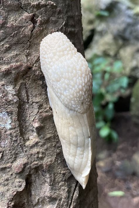 Wild Gastropods From Nairobi Kenya Any Ideas On Identities Rsnails