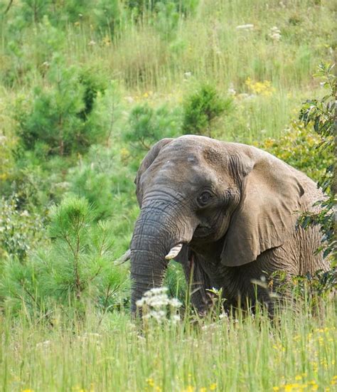 Some Photos From The Tennessee Elephant Sanctuary Rmegafaunarewilding