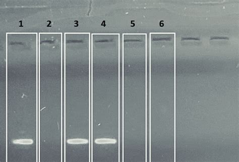 Clostridium Botulinum Type C Identified By Pcr In Two Water Samples Download Scientific Diagram