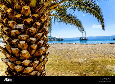 Exotic Palm With Sharp Trunk Pattern And Big Green Leaves And Visible