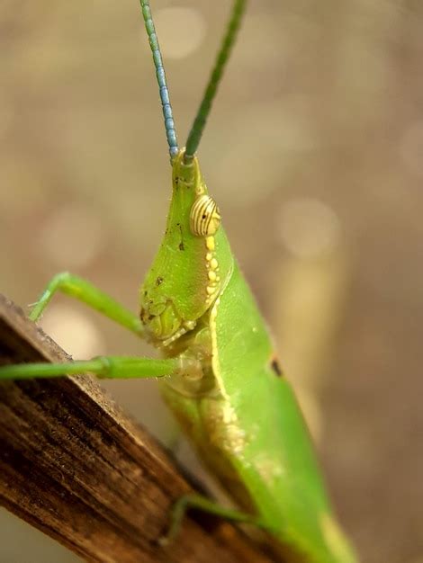 Premium Photo Grasshoppers On Twigs