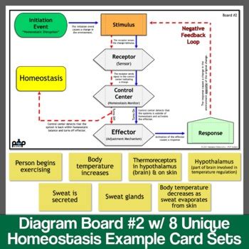 Homeostasis Diagram