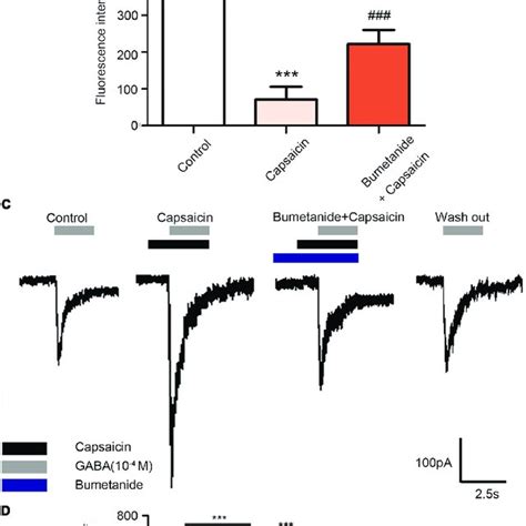 Chloride Ion Fluorescence Probe And Gaba Activated Current In Drg
