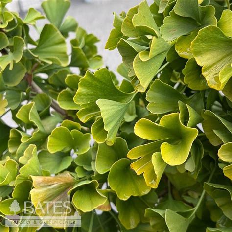 6 Ginkgo Bil Everton Broom Dwarf Maidenhair Tree Male