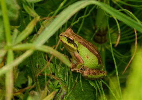 Woods Walks And Wildlife Pacific Tree Frogs